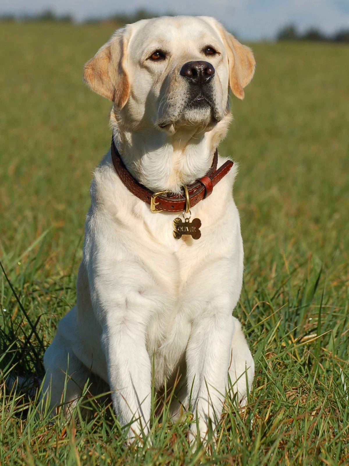 BISON DOG COLLAR - Lejon Belts
